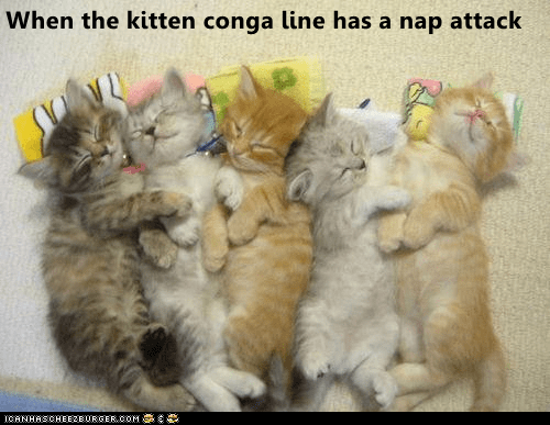 When the kitten conga line has a nap attack - Lolcats - lol | cat memes ...