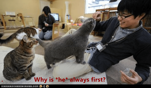 Why is *he* always first? - Lolcats - lol | cat memes | funny cats ...