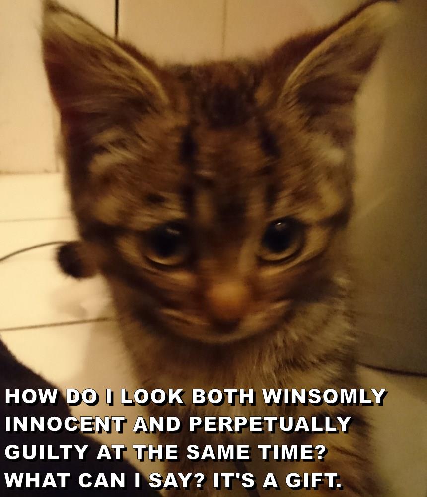 IT'S A GIFT. - Lolcats - lol | cat memes | funny cats | funny cat ...