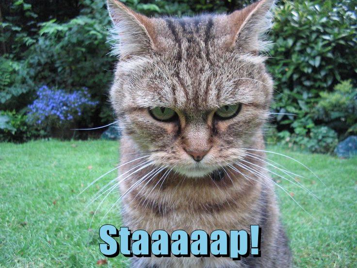 Staaaaap! - Lolcats - lol | cat memes | funny cats | funny cat pictures ...