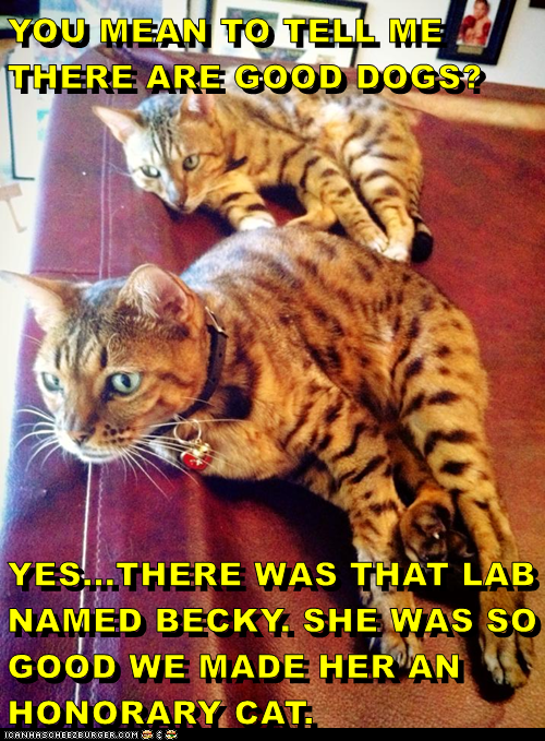 AN HONORARY CAT. - Lolcats - lol | cat memes | funny cats | funny cat ...