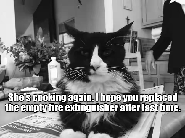 She's cooking again. - Lolcats - lol | cat memes | funny cats | funny ...
