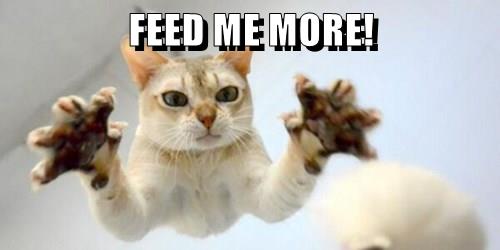 FEED ME MORE! - Lolcats - lol | cat memes | funny cats | funny cat ...