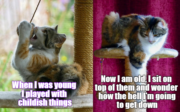 Now I am Old - Lolcats - lol | cat memes | funny cats | funny cat ...