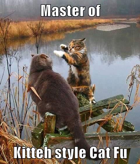 Master of Kitteh style Cat Fu - Lolcats - lol | cat memes | funny cats ...