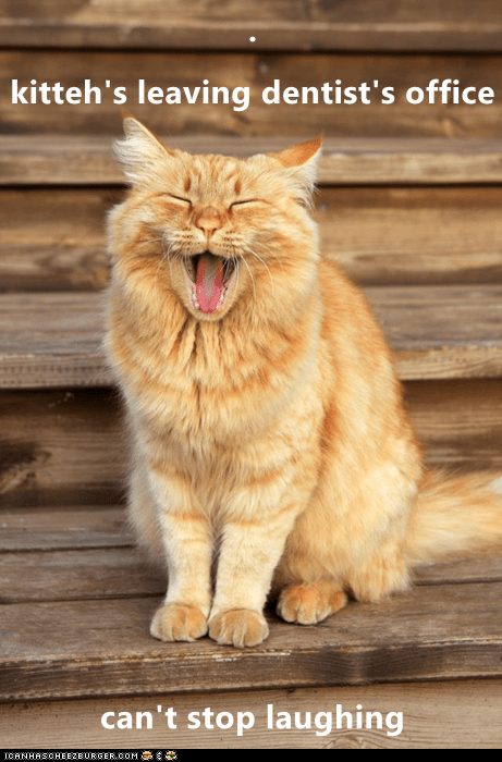 Kitteh's leaving dentist's office - Lolcats - lol | cat memes | funny ...