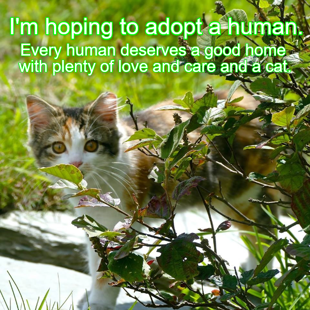 Hoping to Adopt - Lolcats - lol | cat memes | funny cats | funny cat ...