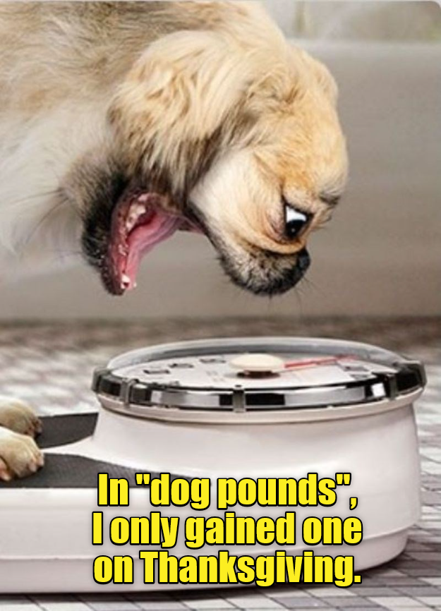 Dog years, dog pounds, same thing, right? - I Has A Hotdog - Dog ...