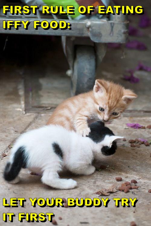 FIRST RULE OF EATING IFFY FOOD - Lolcats - lol | cat memes | funny cats ...