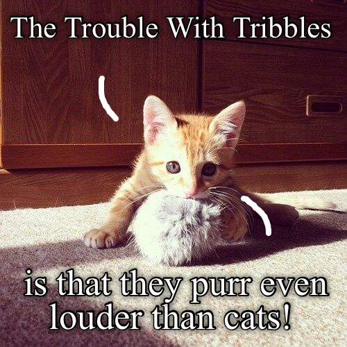 We cats don’t like the competition. - Lolcats - lol | cat memes | funny ...