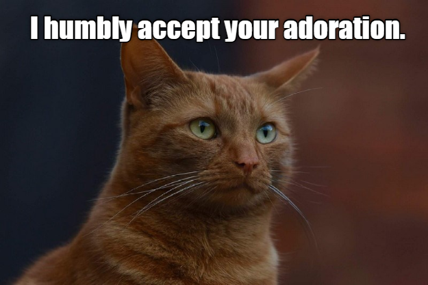 So humble - Lolcats - lol | cat memes | funny cats | funny cat pictures ...