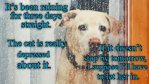 I’ve never seen such a deluge! - I Has A Hotdog - Dog Pictures - Funny ...