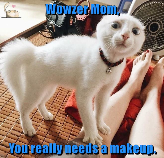 Wowzer - Lolcats - lol | cat memes | funny cats | funny cat pictures ...