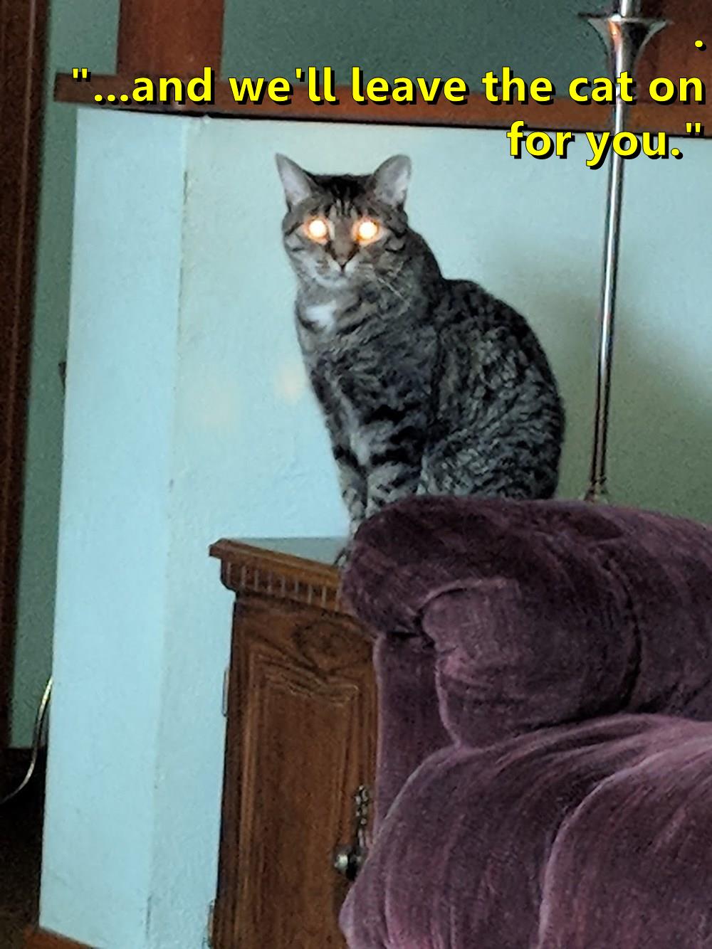 and we'll leave the cat on for you." - Lolcats - lol | cat memes ...