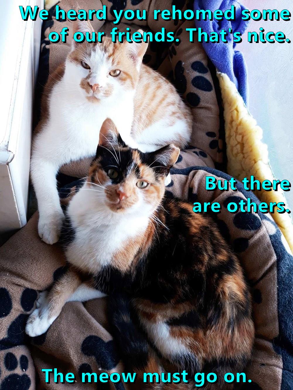 The meow must go on. - Lolcats - lol | cat memes | funny cats | funny ...