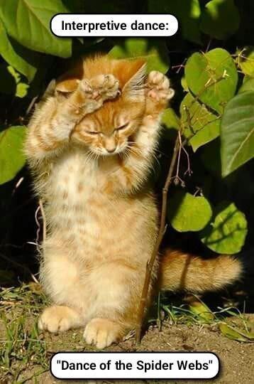 Interpretive dance - Lolcats - lol | cat memes | funny cats | funny cat ...