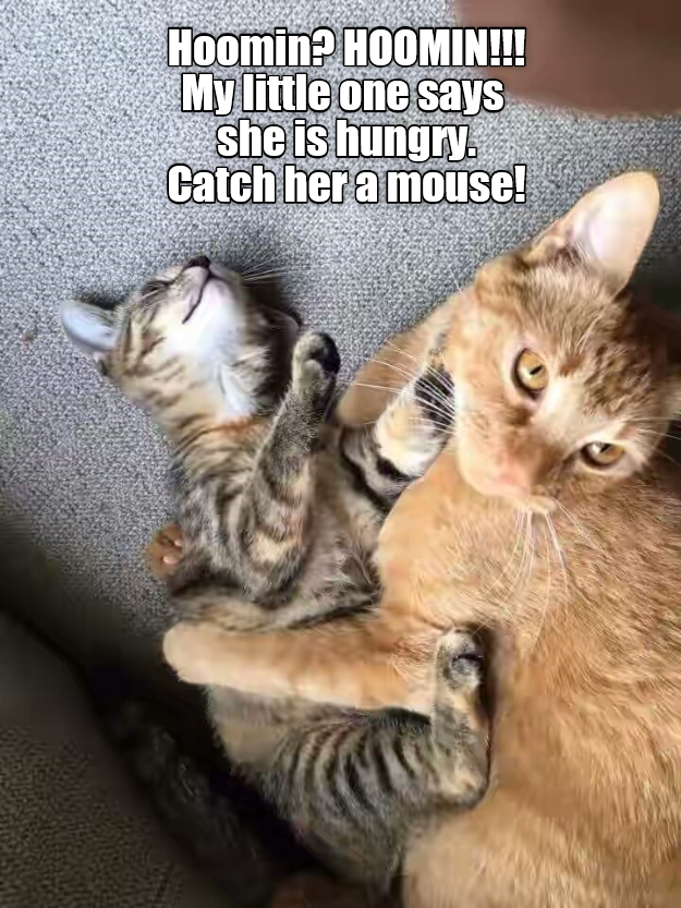 And one for me as well - Lolcats - lol | cat memes | funny cats | funny ...