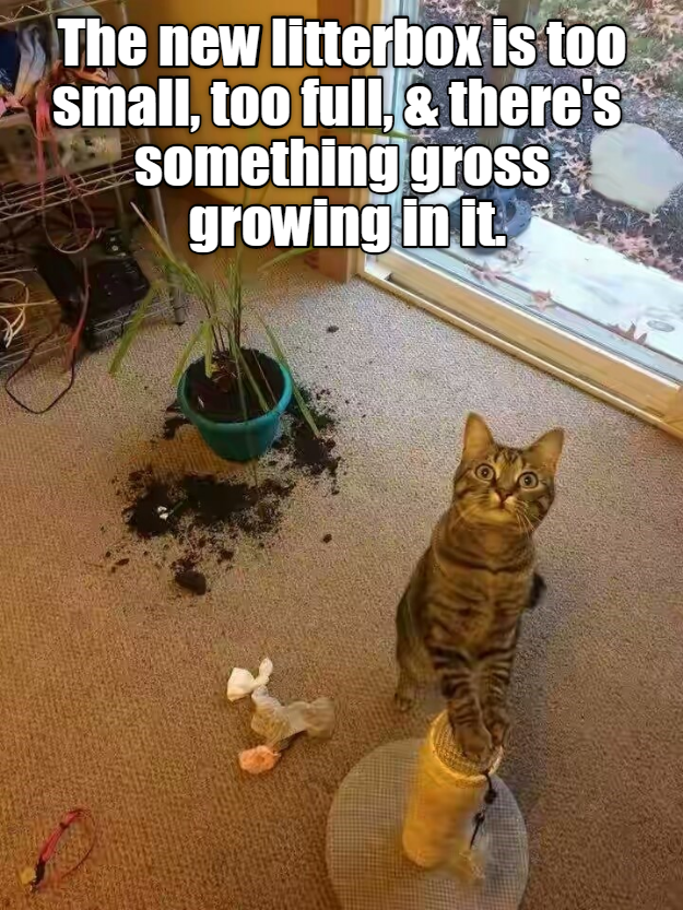 Attend To This, Minion! - Lolcats - lol | cat memes | funny cats ...