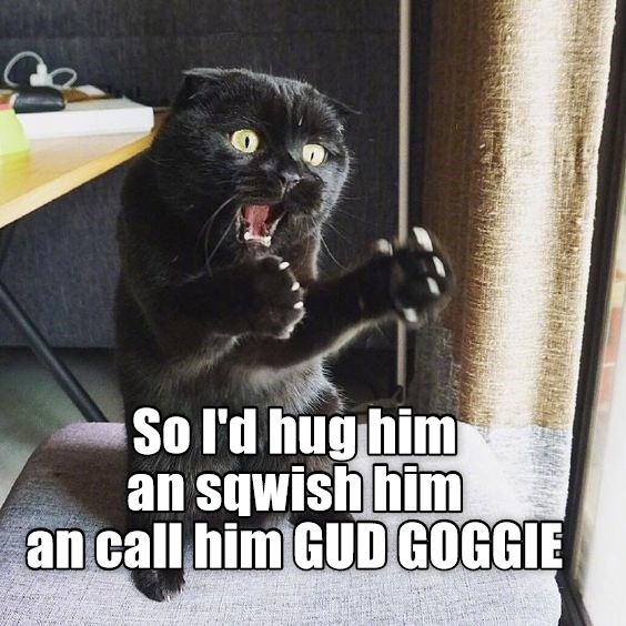 Umm.. U sure...? - Lolcats - lol | cat memes | funny cats | funny cat ...