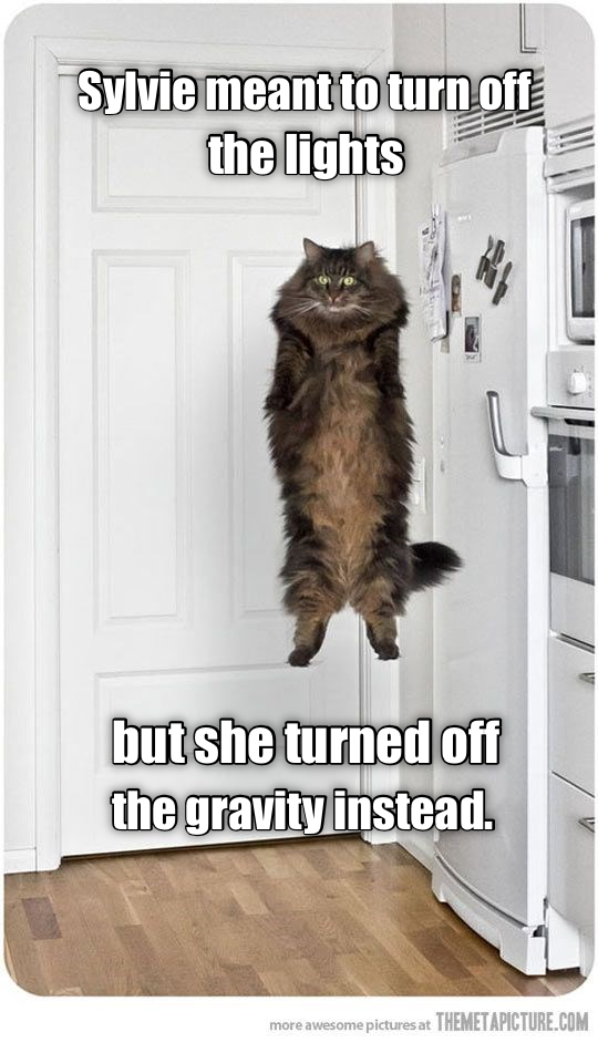 A new meaning to hanging around the house! - Lolcats - lol | cat memes ...