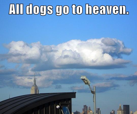 All dogs go to heaven. - I Has A Hotdog - Dog Pictures - Funny pictures ...