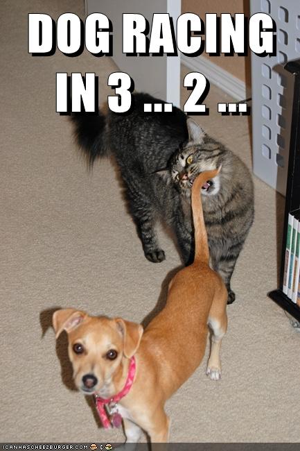 DOG RACING - Lolcats - lol | cat memes | funny cats | funny cat ...