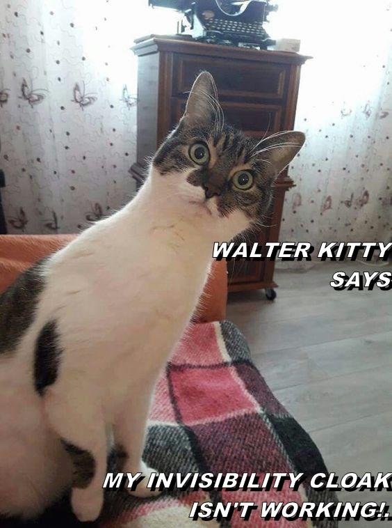 WALTER KITTY - Lolcats - lol | cat memes | funny cats | funny cat ...