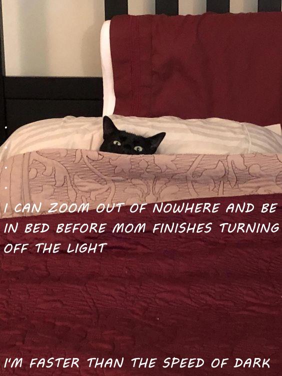 So fast - Lolcats - lol | cat memes | funny cats | funny cat pictures ...