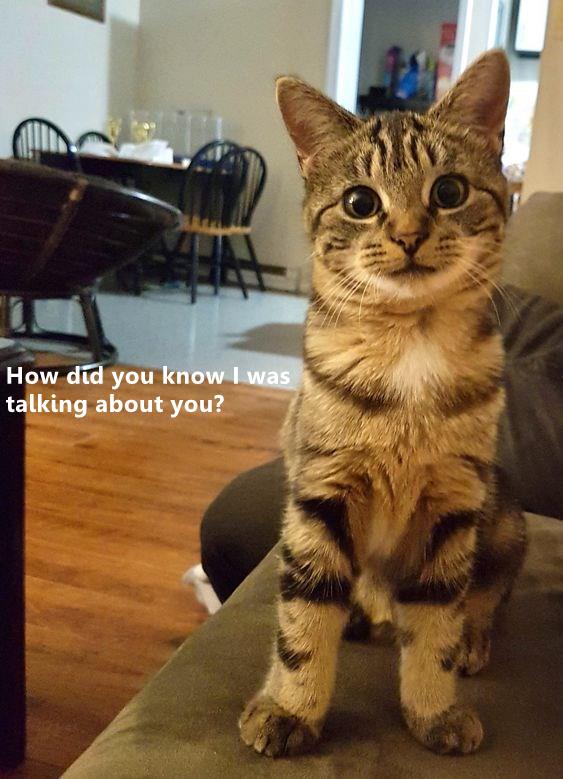 How did you know? - Lolcats - lol | cat memes | funny cats | funny cat ...