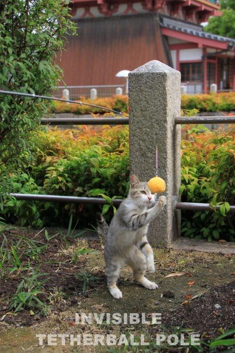 INVISIBLE TETHERBALL POLE - Lolcats - lol | cat memes | funny cats ...