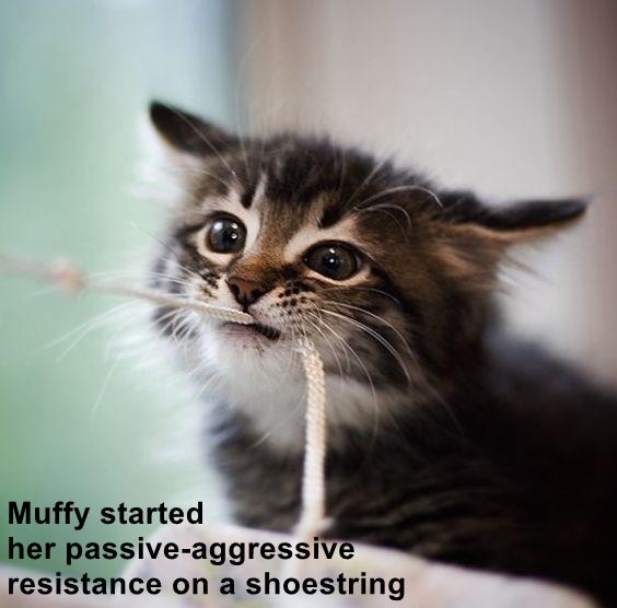 Muffy - Lolcats - lol | cat memes | funny cats | funny cat pictures ...