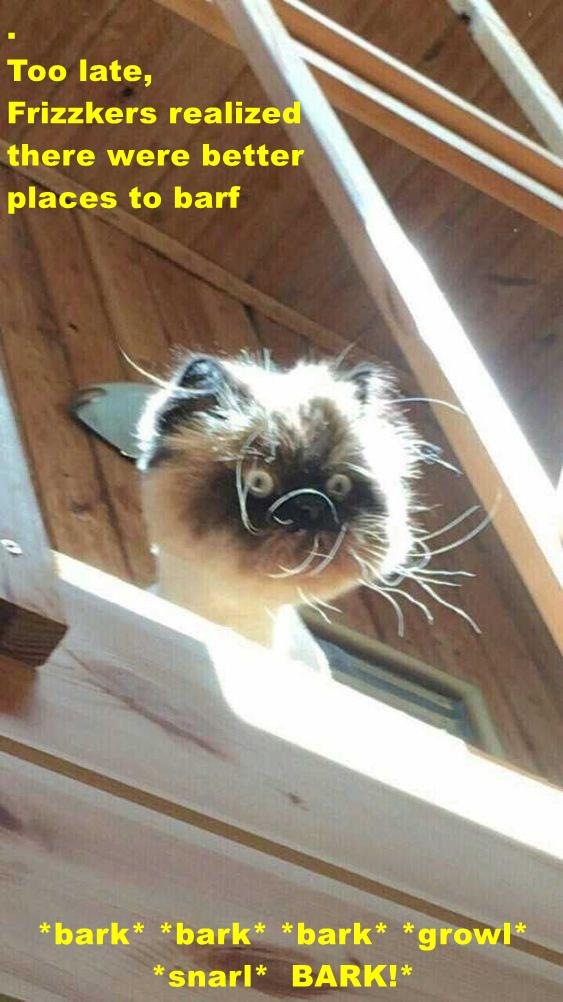 Too late - Lolcats - lol | cat memes | funny cats | funny cat pictures ...