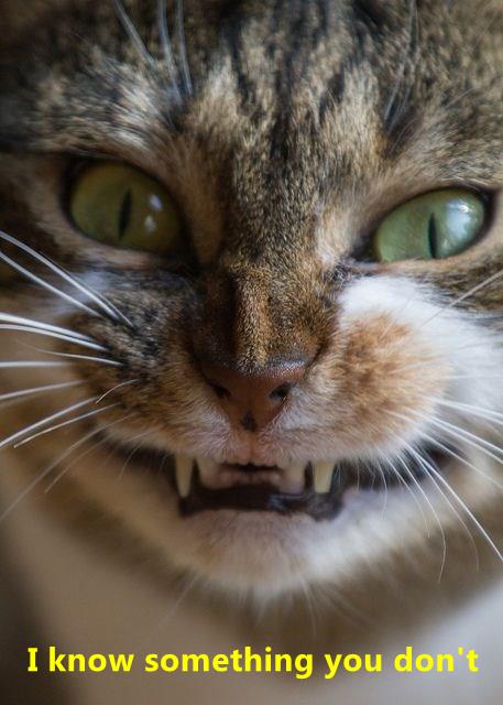 I know something you don't - Lolcats - lol | cat memes | funny cats ...