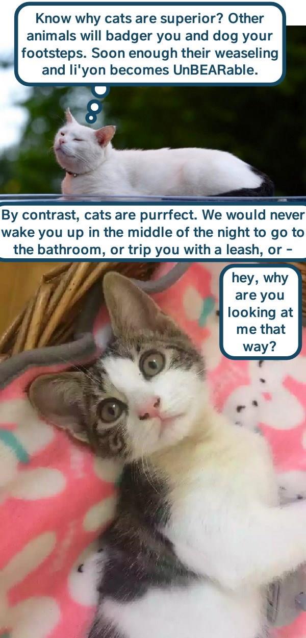 Why indeed - Lolcats - lol | cat memes | funny cats | funny cat pictures with words on them ...