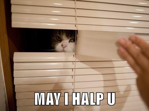 MAY I HALP U? - Lolcats - lol | cat memes | funny cats | funny cat ...