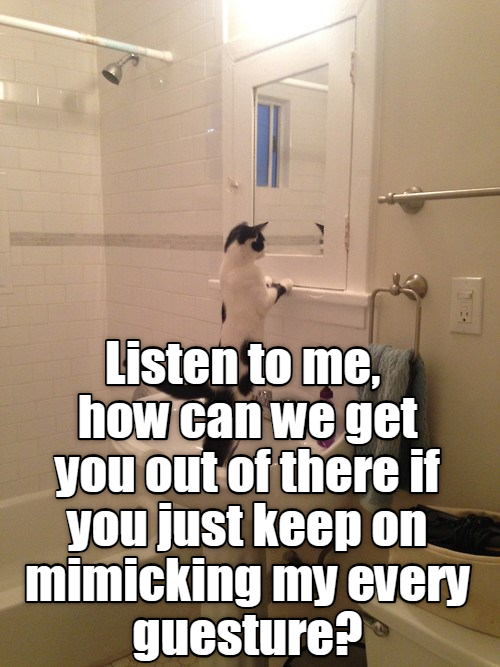 I'm trying to talk sense here... - Lolcats - lol | cat memes | funny ...