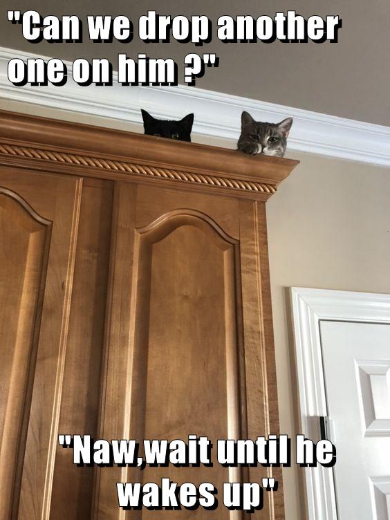 Another one? - Lolcats - lol | cat memes | funny cats | funny cat ...