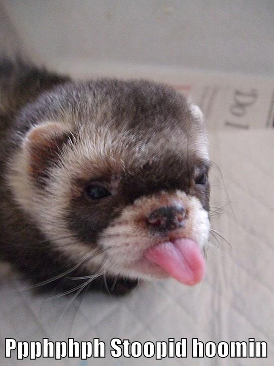 Stoopid hoomin - Animal Comedy - Animal Comedy, funny animals, animal gifs