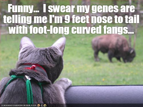 Atavistic Kitty & the Ice Age Mammal - Lolcats - lol | cat memes ...