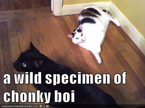 A wild specimen of chonky boi - Lolcats - lol | cat memes | funny cats ...
