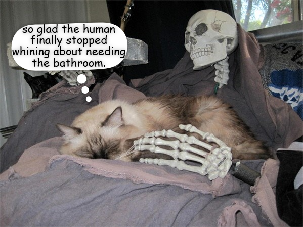 Finally! - Lolcats - lol | cat memes | funny cats | funny cat pictures ...