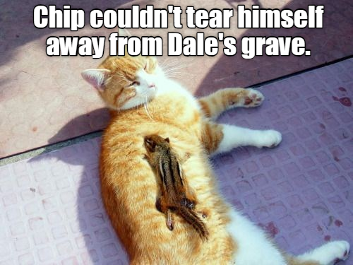 Touching Loyalty - Lolcats - lol | cat memes | funny cats | funny cat ...