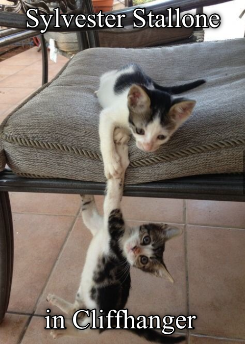 The ultimate action film - Lolcats - lol | cat memes | funny cats ...