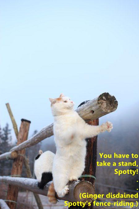 You have to take a stand - Lolcats - lol | cat memes | funny cats ...