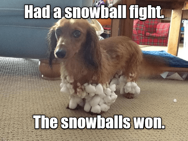 Had a snowball fight. The snowballs won. - I Has A Hotdog - Dog ...