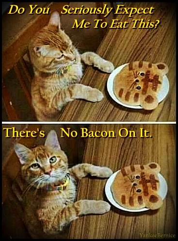 Cat Is Disgusted By Your Food Offering... ROFL - Lolcats - lol | cat ...