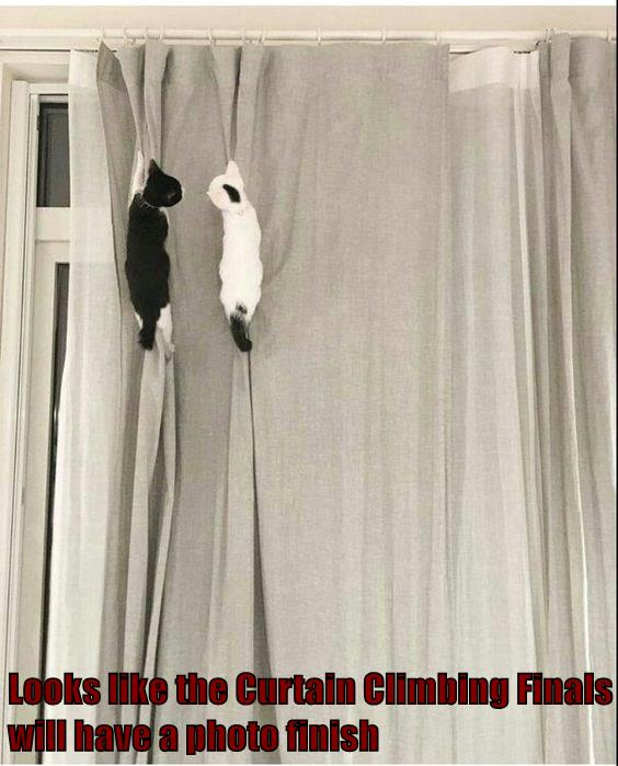 The Curtain Climbing Finals - Lolcats - lol | cat memes | funny cats ...