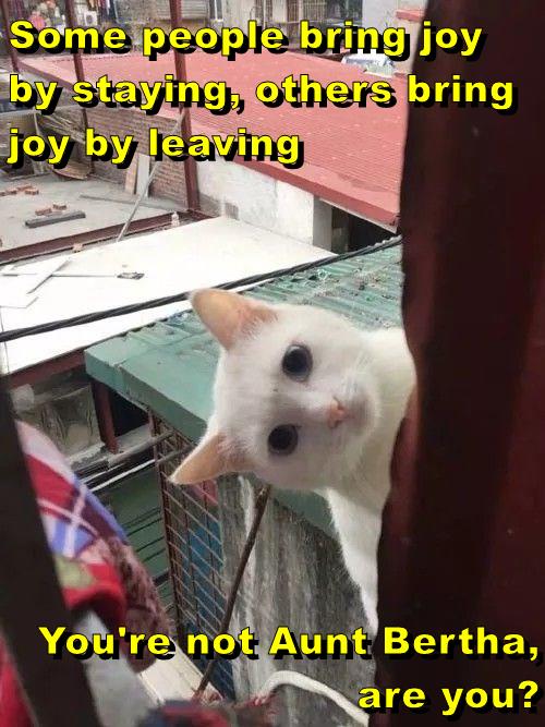 Aunt Bertha? - Lolcats - lol | cat memes | funny cats | funny cat ...