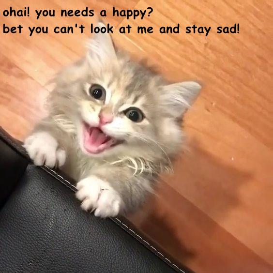 You needs a happy? - Lolcats - lol | cat memes | funny cats | funny cat ...