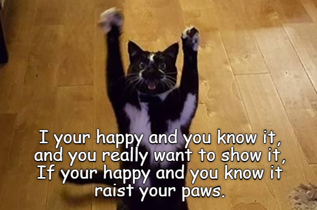 Happy Cat Knows it! - Lolcats - lol | cat memes | funny cats | funny ...